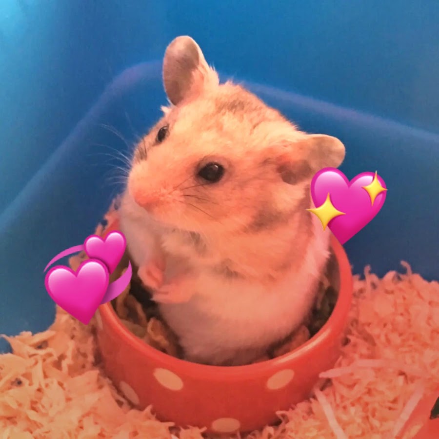 Kitty Queen - YouTube