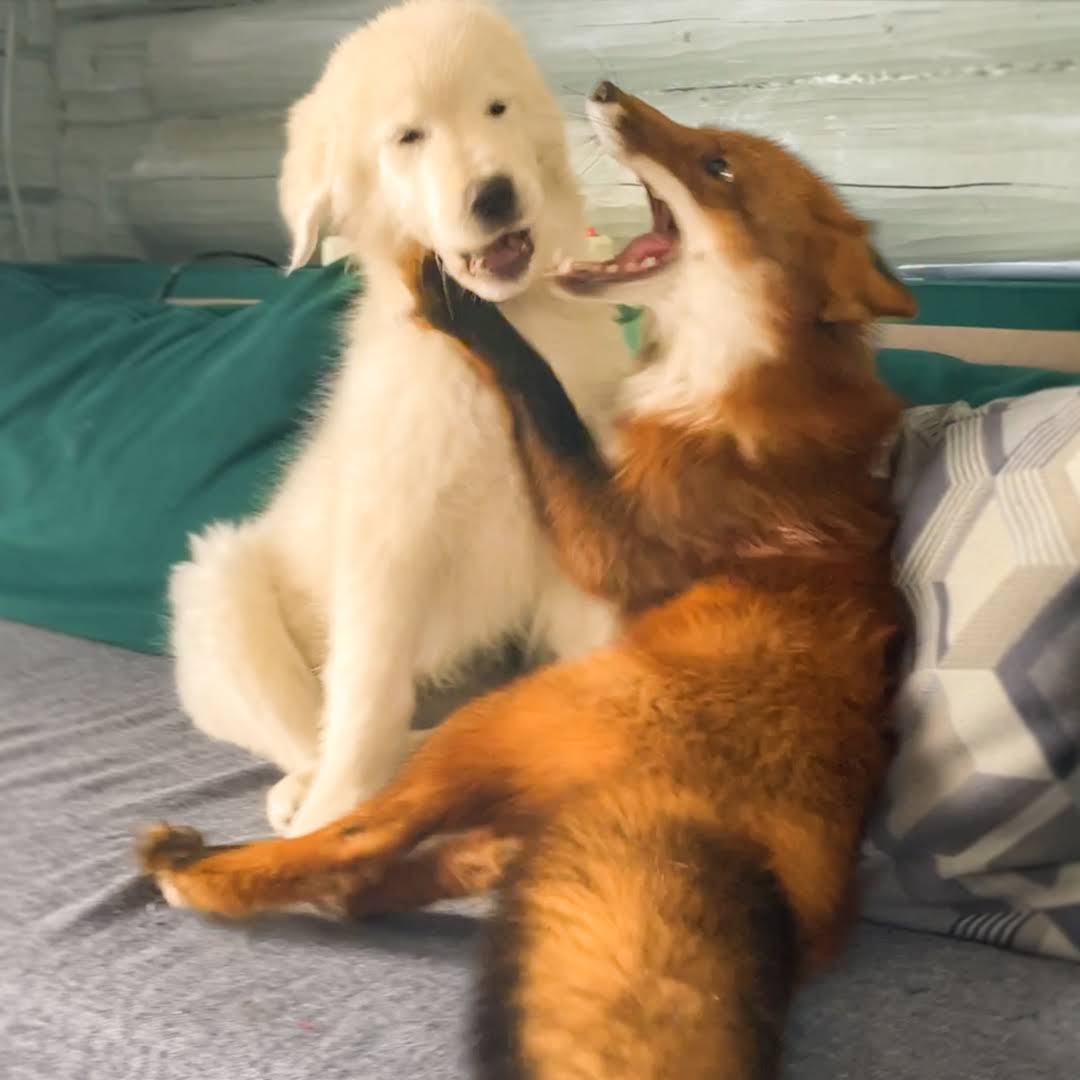 Post from Fox Loki