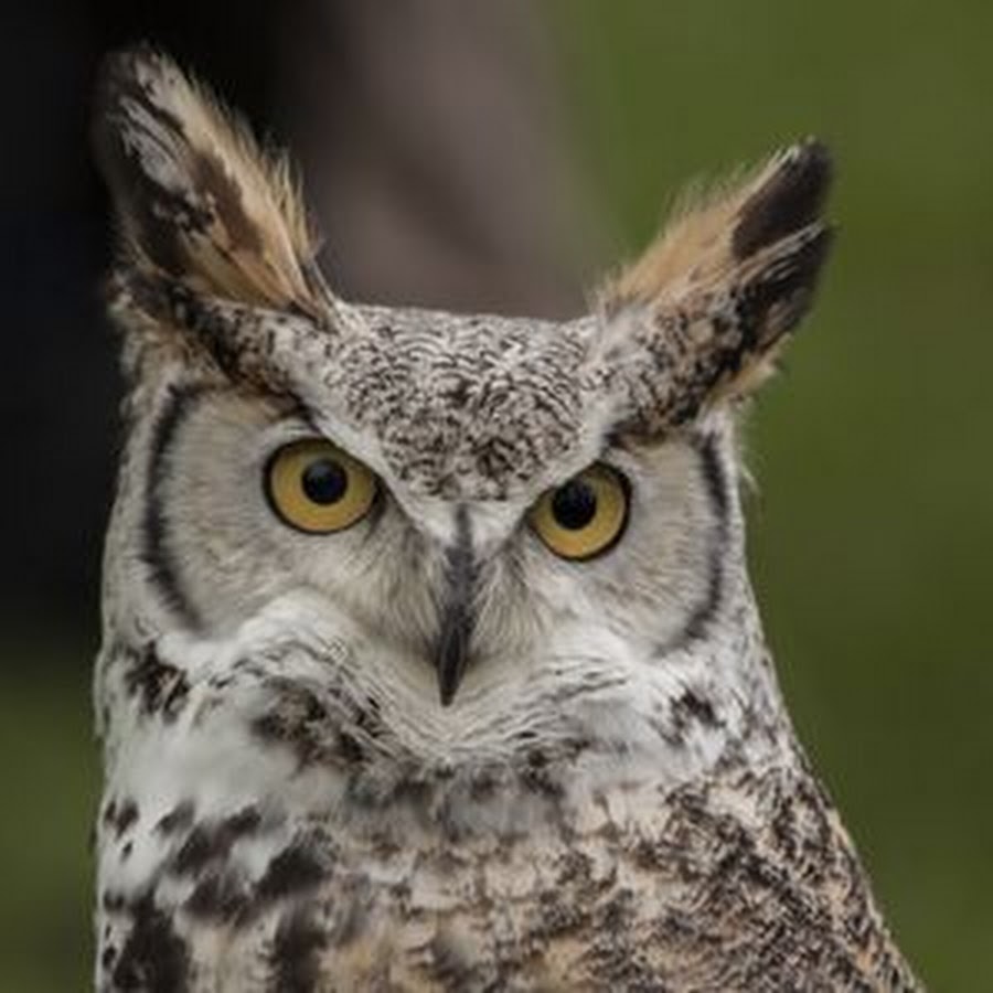 A Very Angry Owl - YouTube