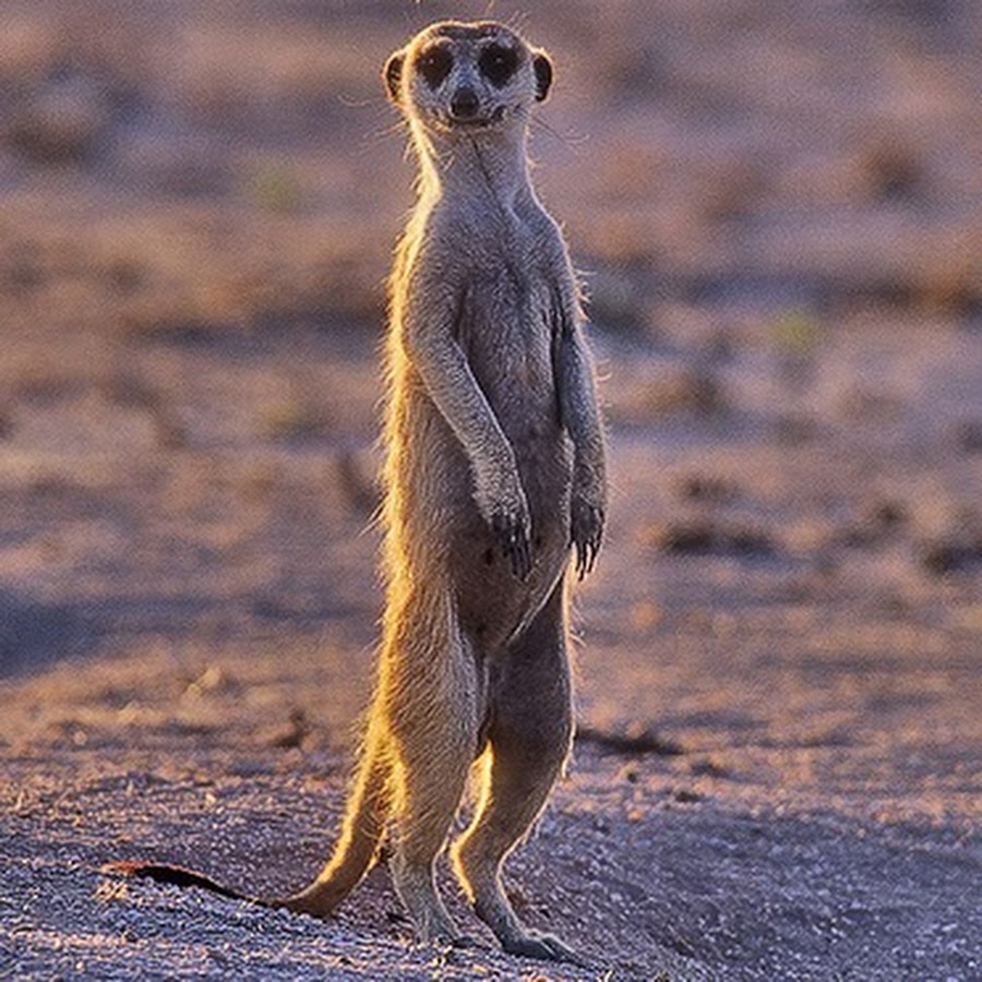 Suricat Timon - YouTube