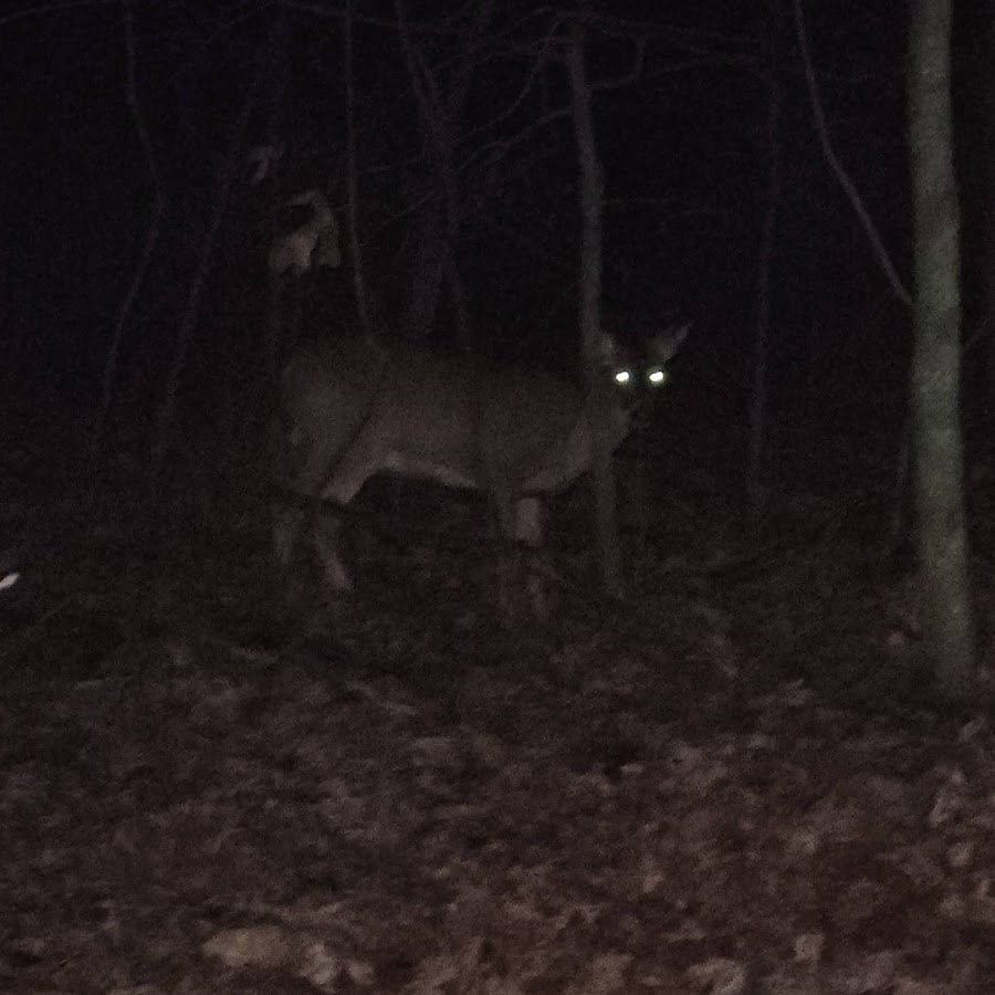 Blue Wolf Productions - YouTube