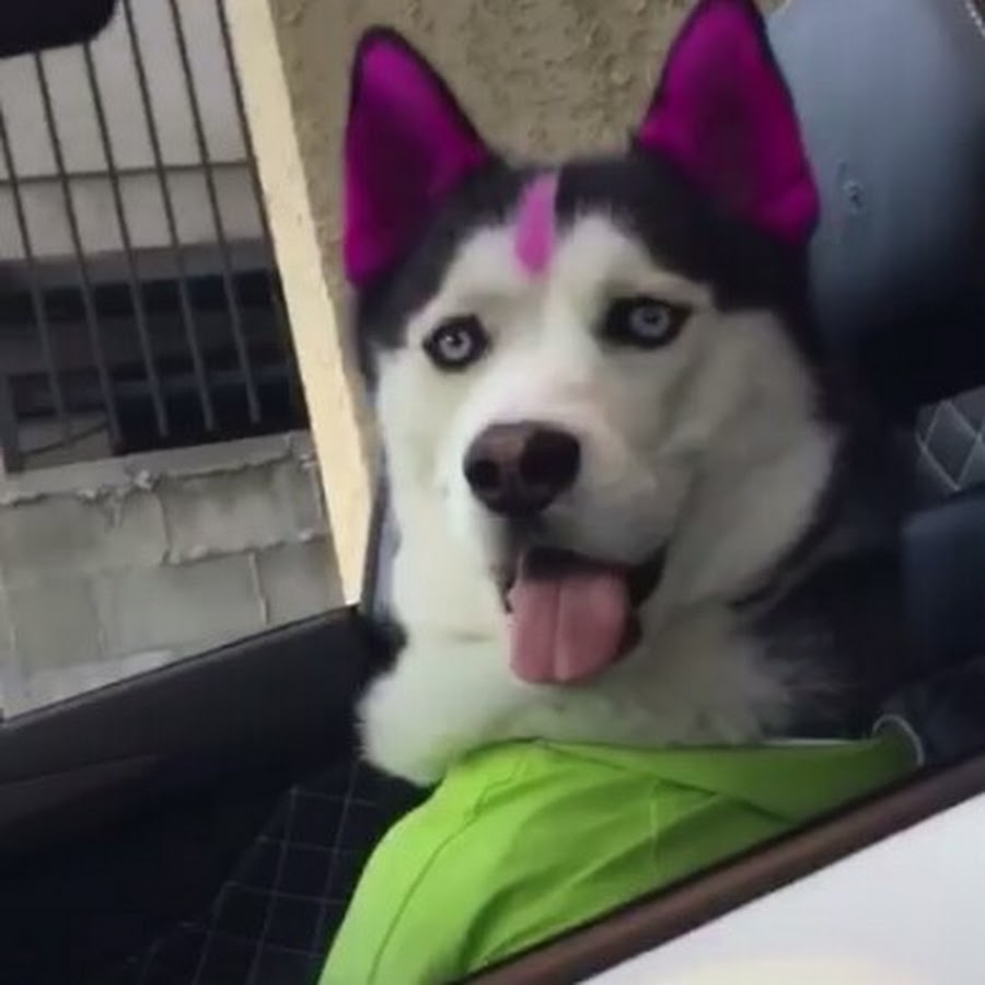 Swaggy Wolfdog - YouTube