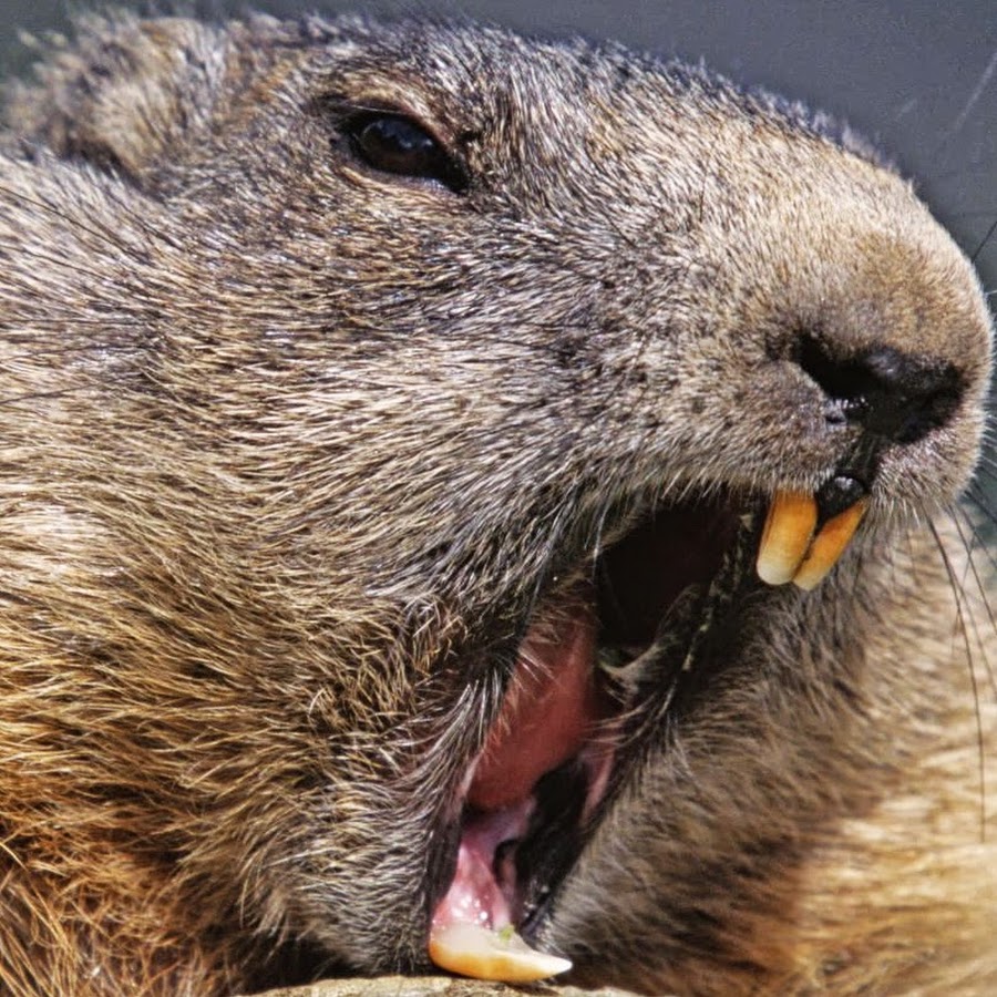 Mad Marmot - YouTube