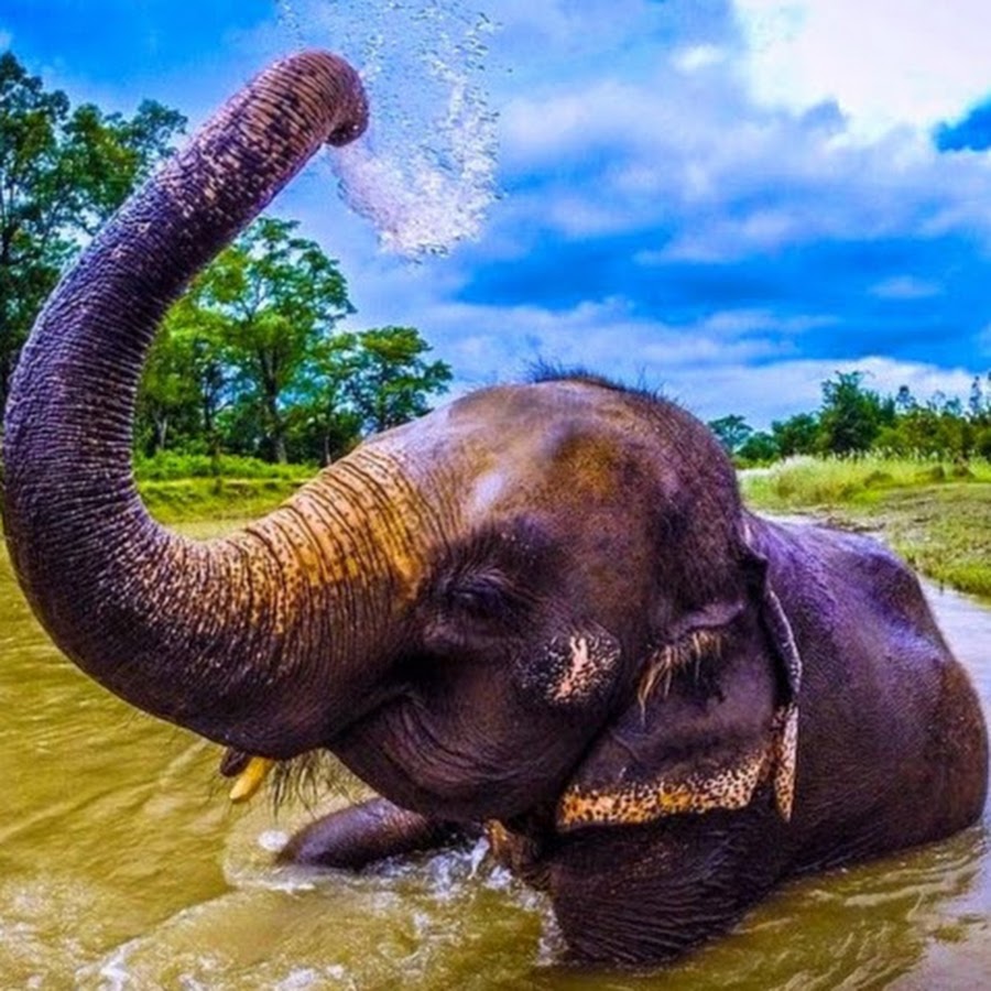 Animales Extintos - YouTube