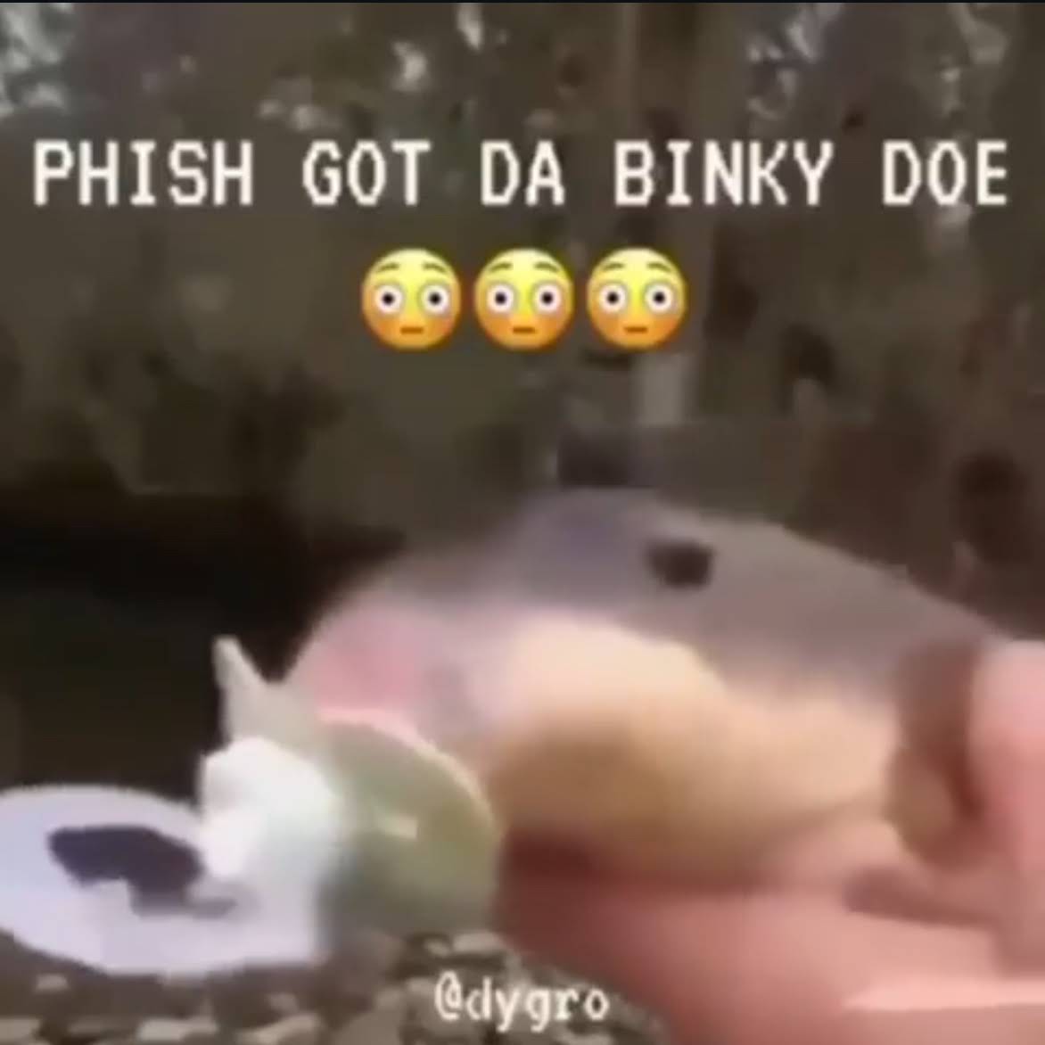 Post from fish binky
