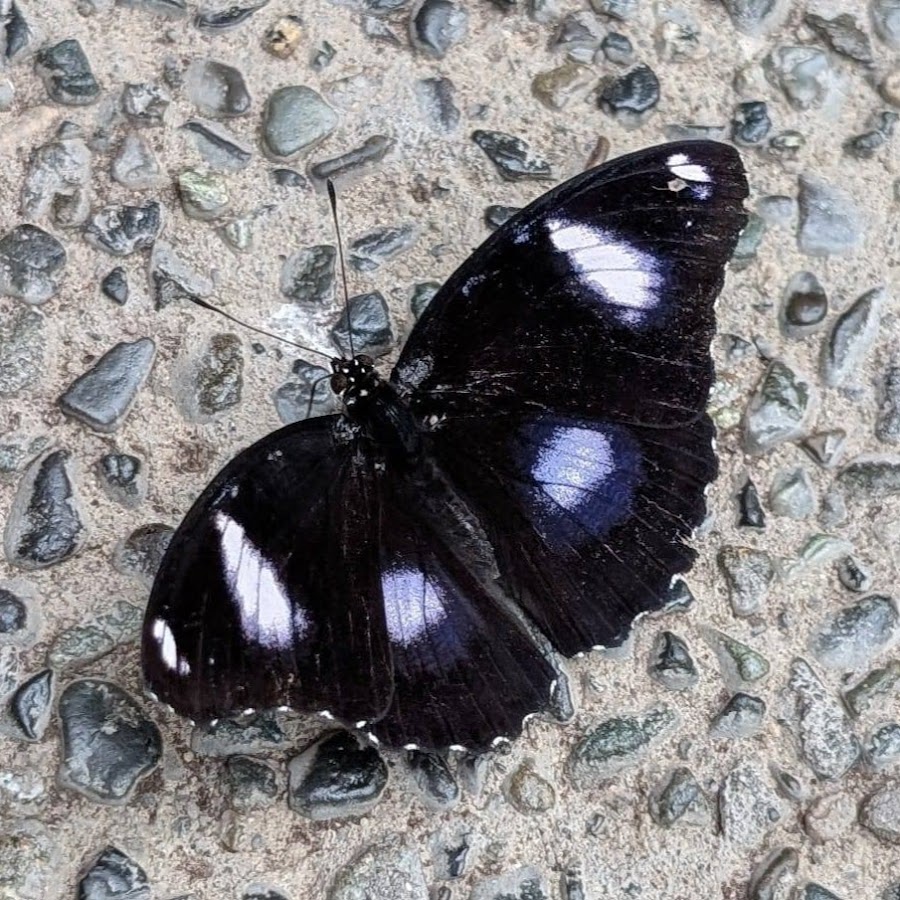 Sian Ravello - YouTube