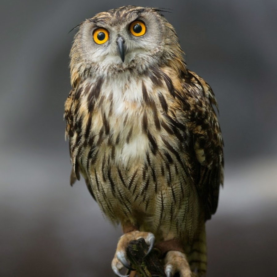 Kocka Bagoly - YouTube