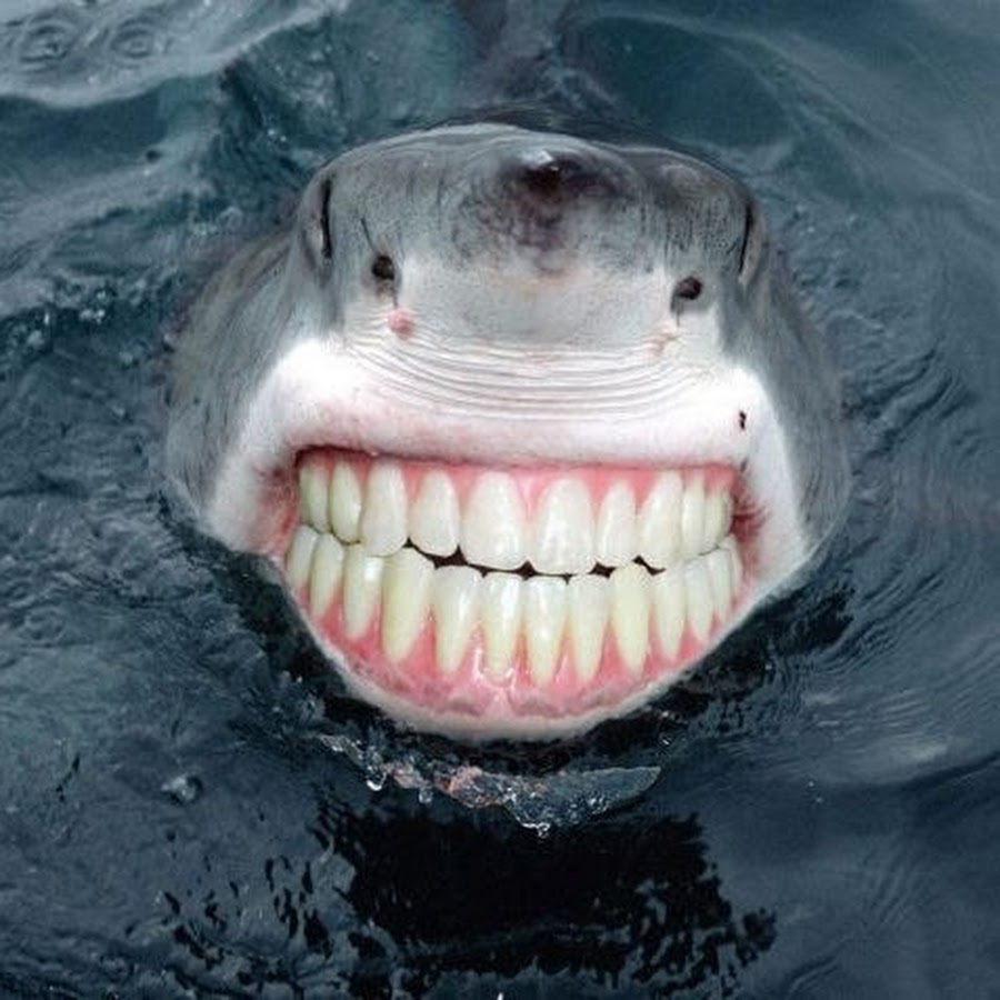 Strange Animals & Unidentified Creatures - YouTube