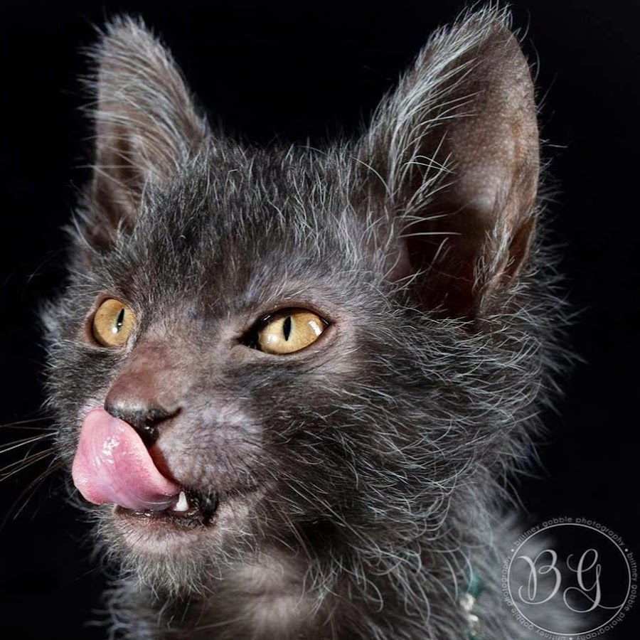 Official Lykoi Cat Channel! - YouTube