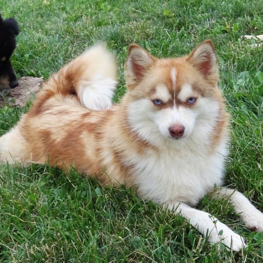 Pomsky Northerns - YouTube