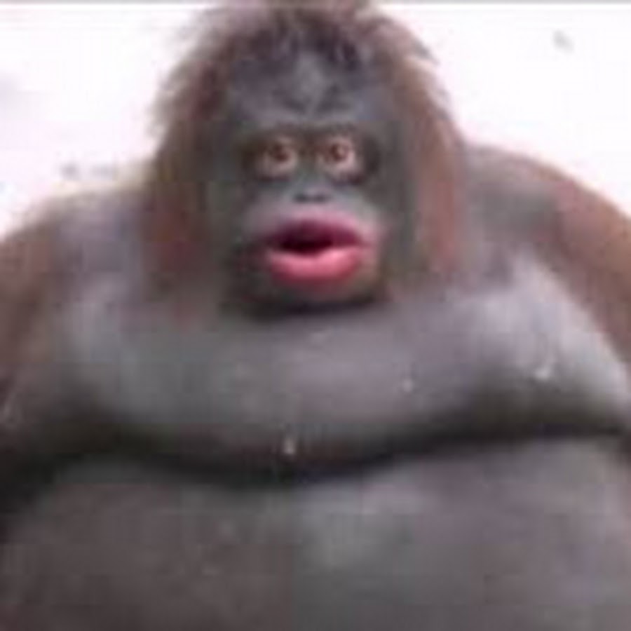 le monke 2 - YouTube