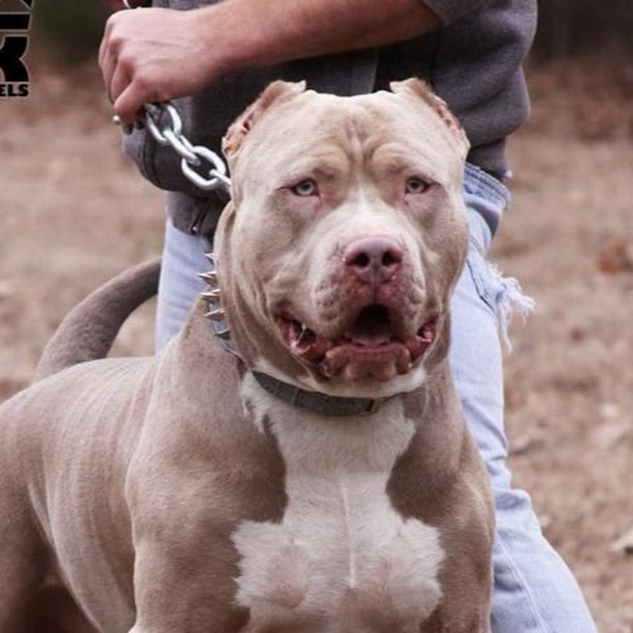ManMade Kennels - YouTube