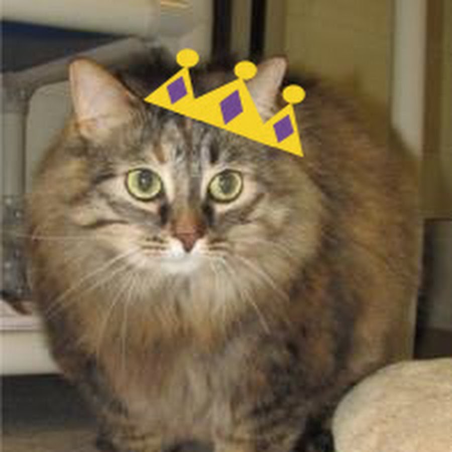 Cat Dance Fever! - YouTube