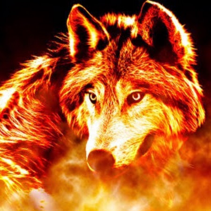 Phoenix Wolf - YouTube