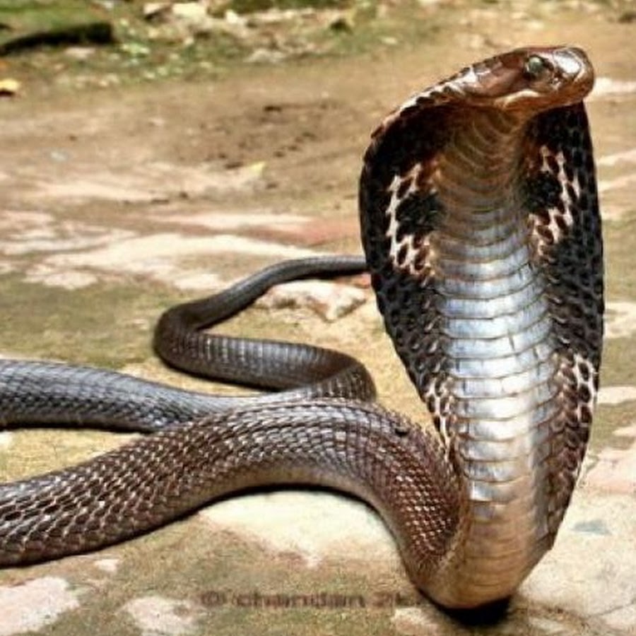 la mamba negra - YouTube