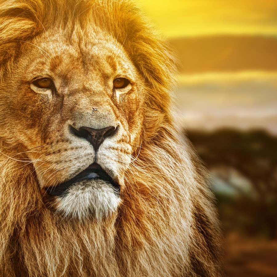 Planeta Animal - YouTube