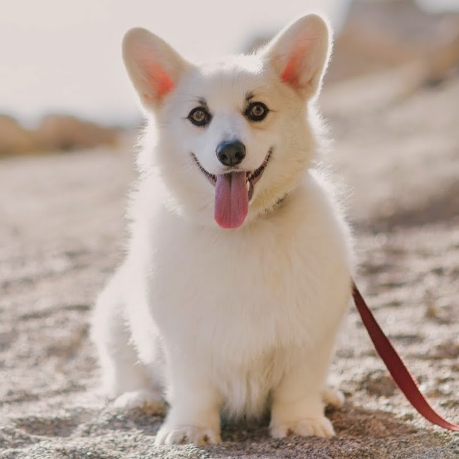 Winston The White Corgi - YouTube