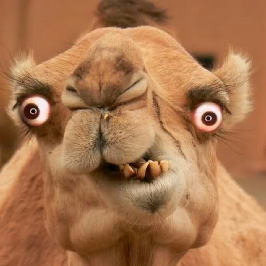 Dio Cammello - YouTube