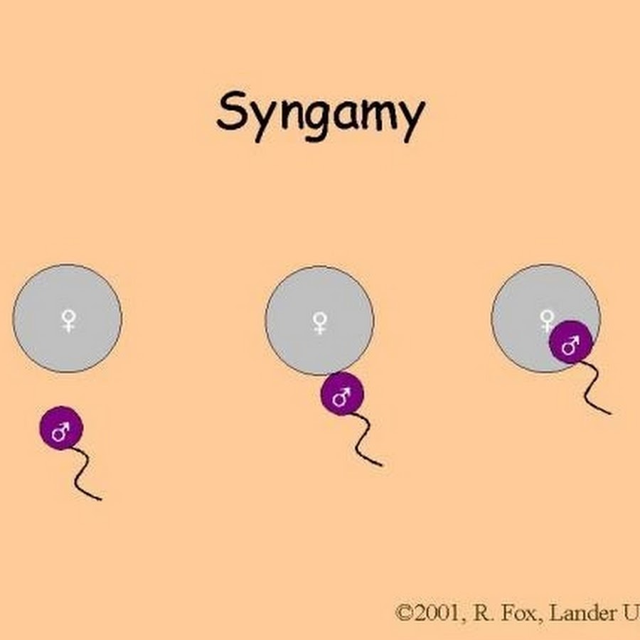syngamy - YouTube