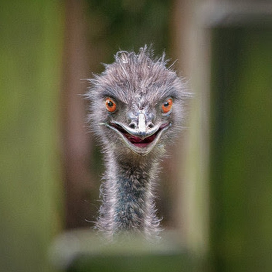 Ostrich Emu Memes