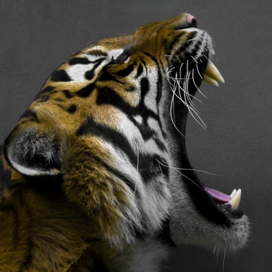 Bete Sauvage - YouTube