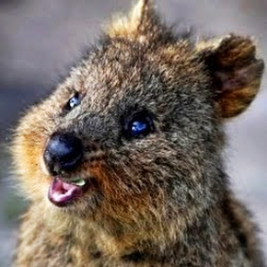 Angry Quokka Jedi