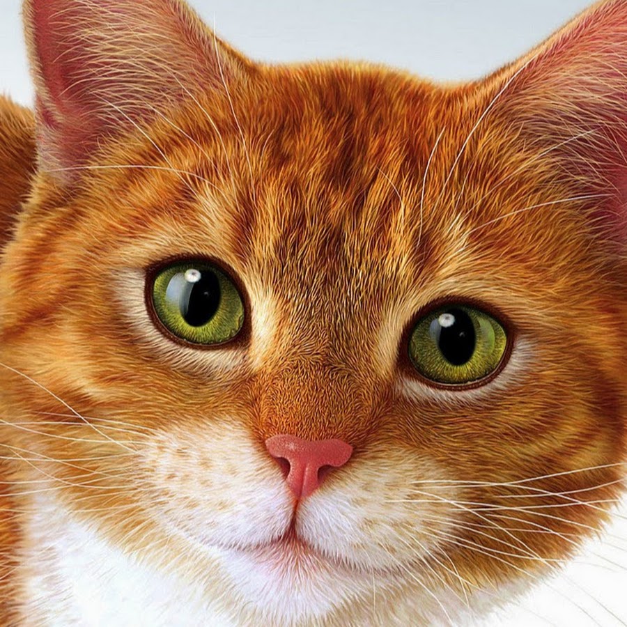 Sjove katte - YouTube