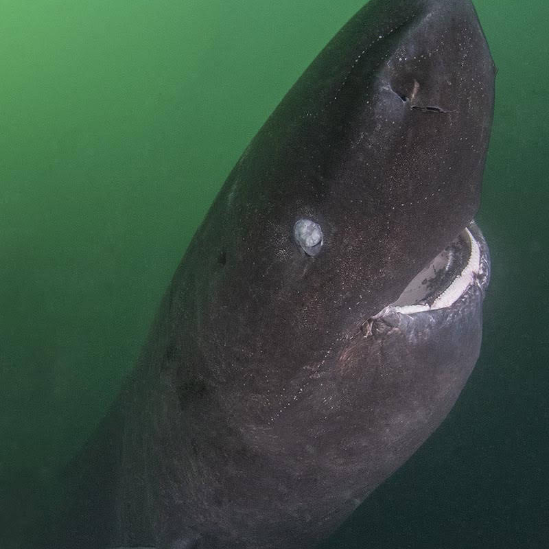 Post from Dizzy Rose