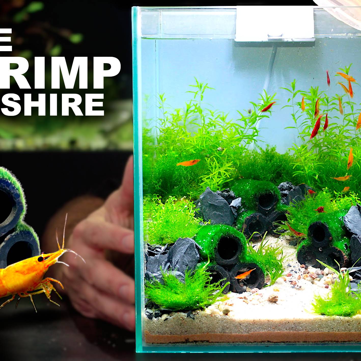 Post from MD Fish Tanks