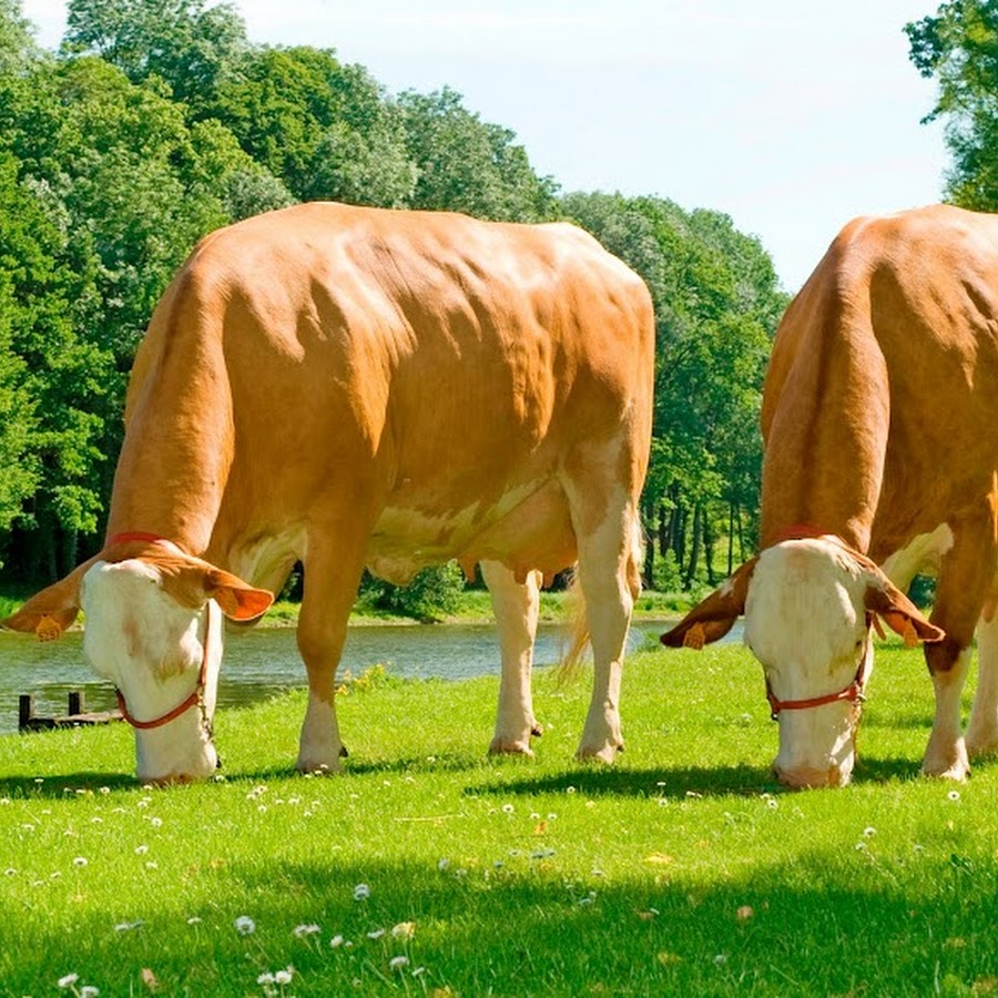 Simmental France - YouTube