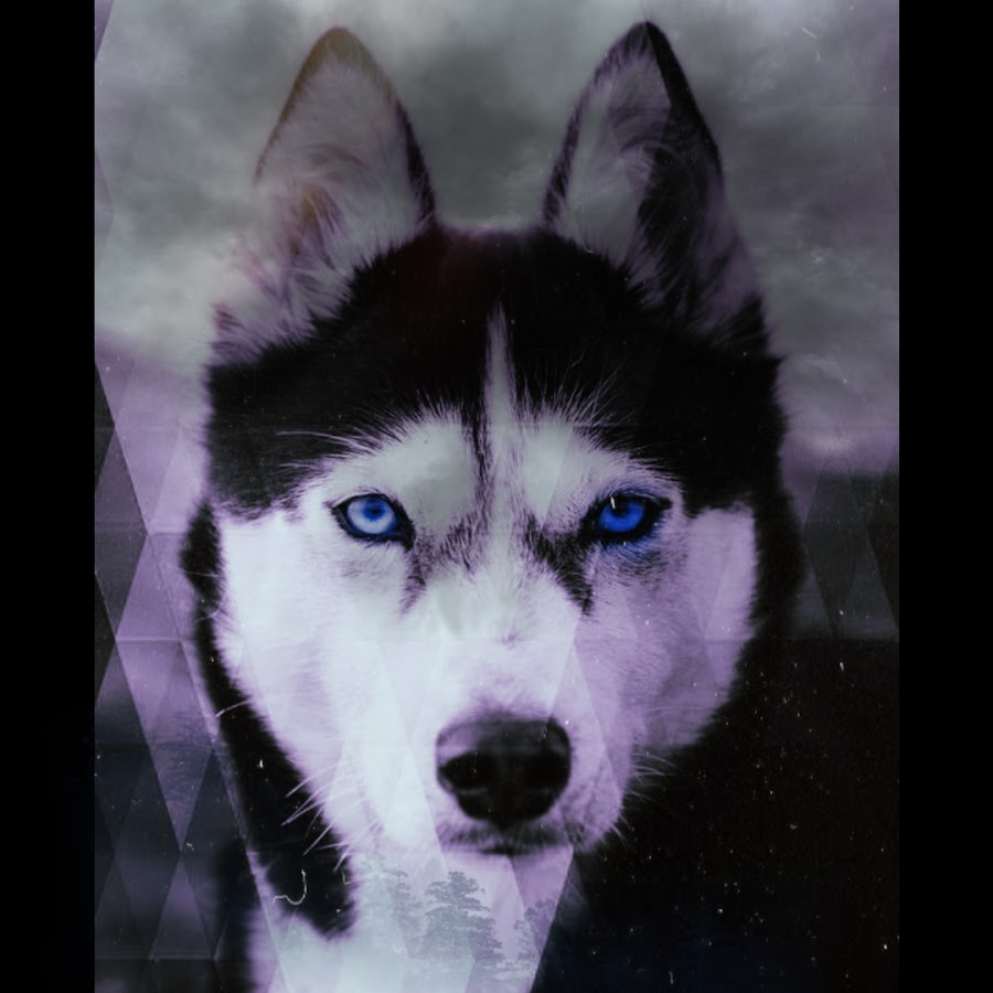 Flying Husky - YouTube