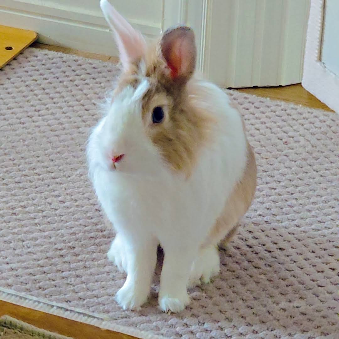 Post from Mofu, the Tokyo bunny!