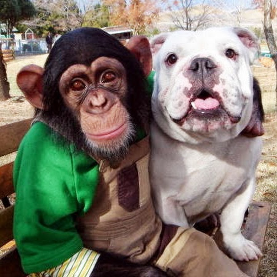 Pan & James (Monkey & Dog) - YouTube