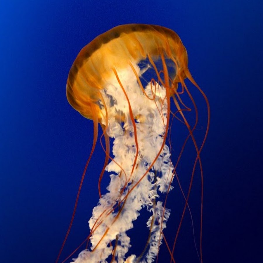 Christ Handoko - YouTube