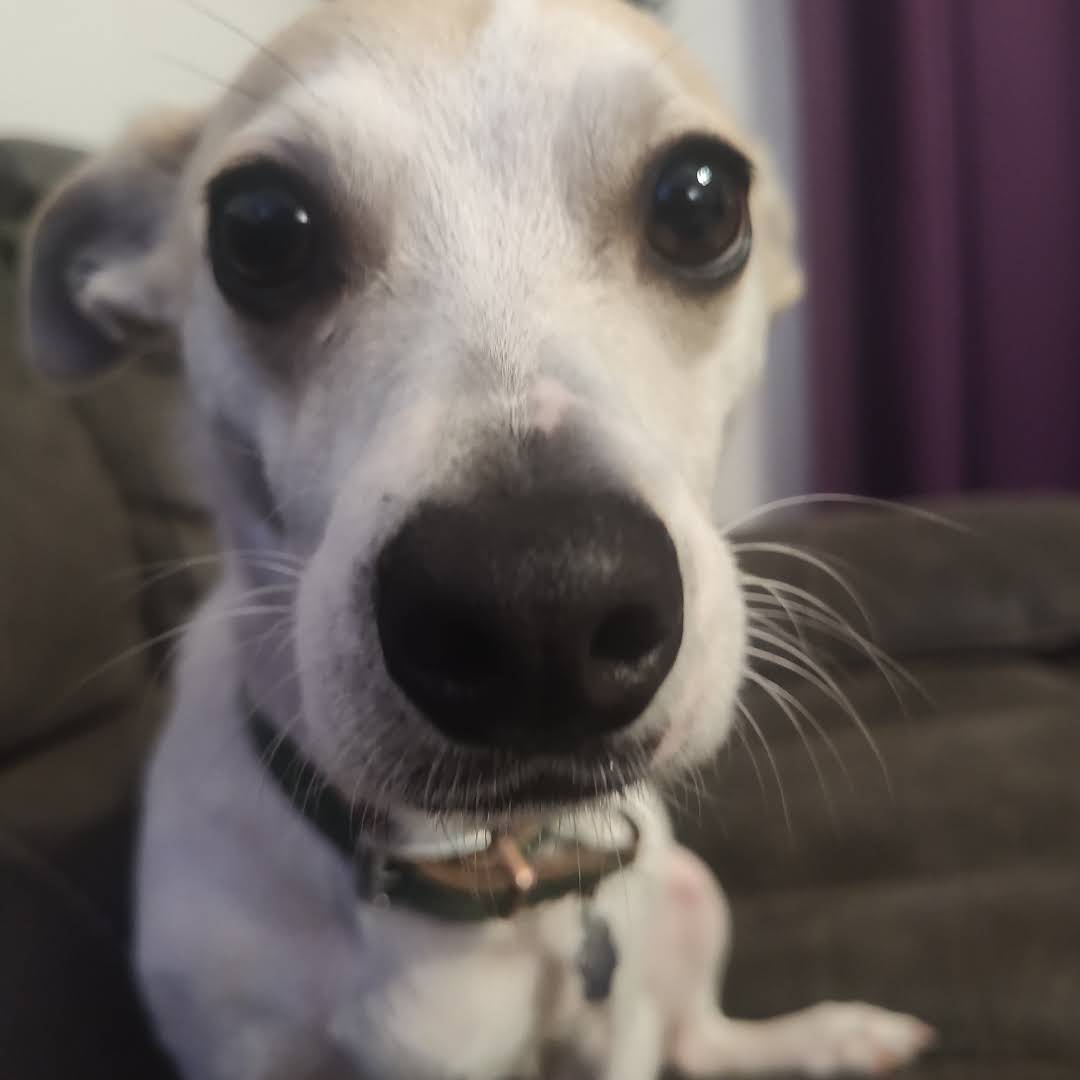 Post from THE REAL DOGE