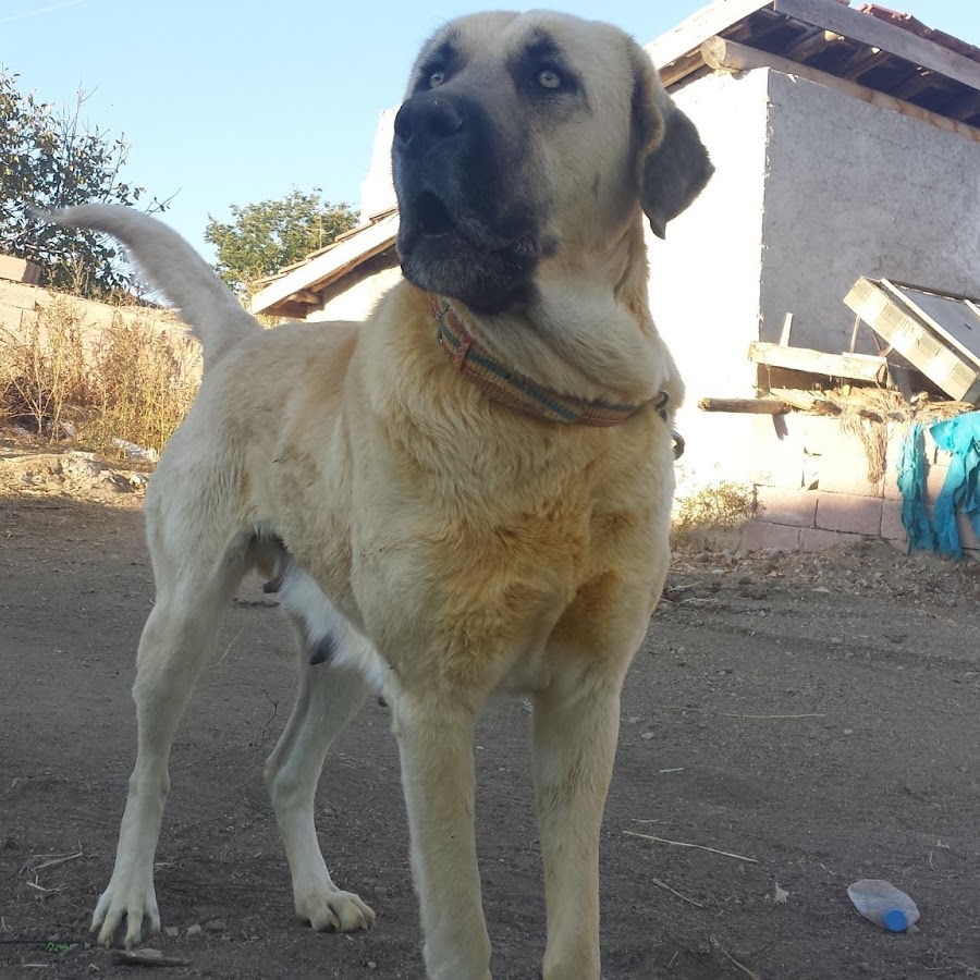 aksaray malaklısı malakli net - YouTube