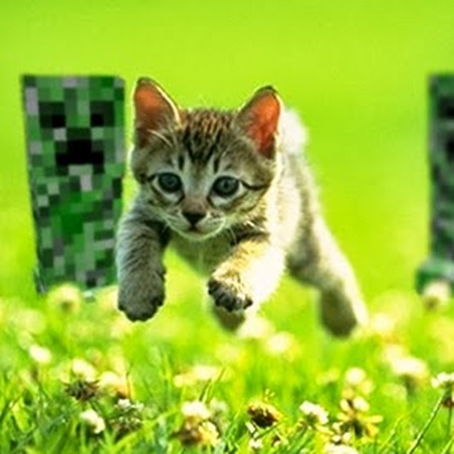 derpy kittens - YouTube