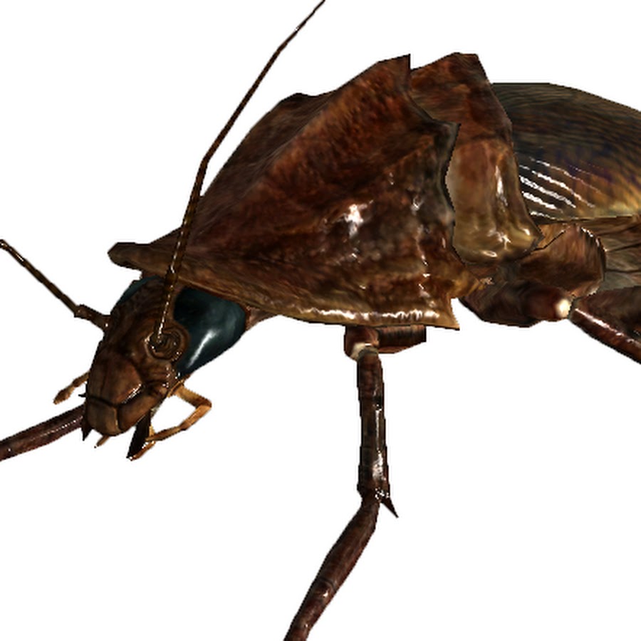 Steve The Radroach - YouTube