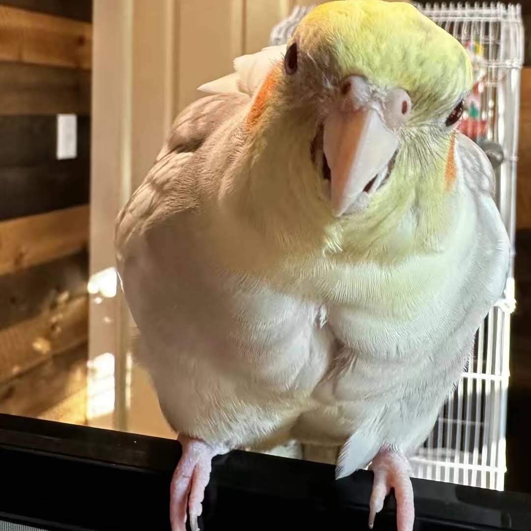 Post from Buster The Cockatoo