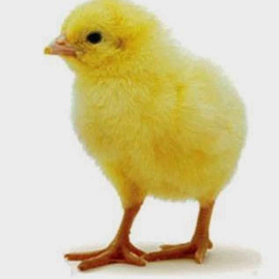 pollito pio - YouTube