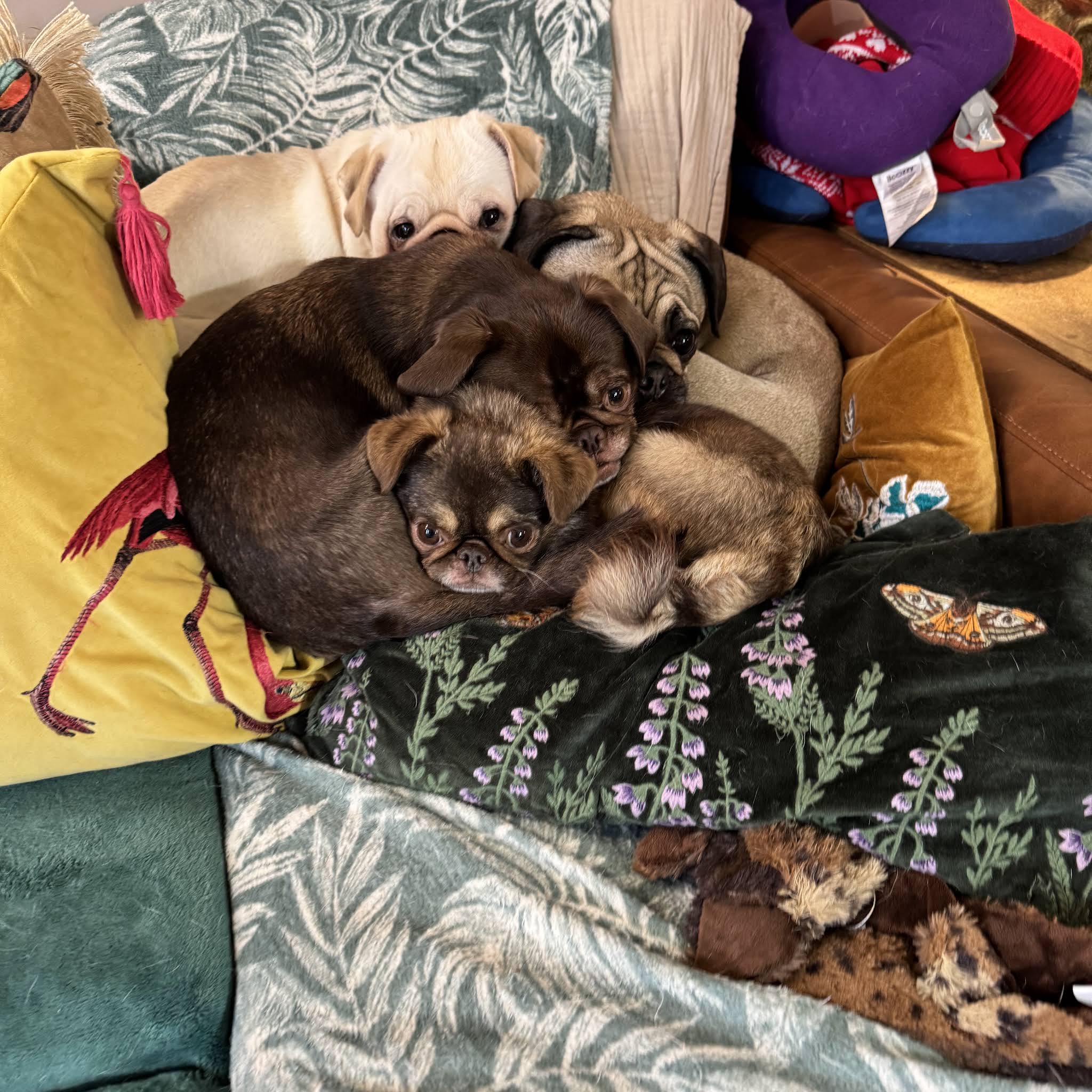 Post from King Chilli The Pug