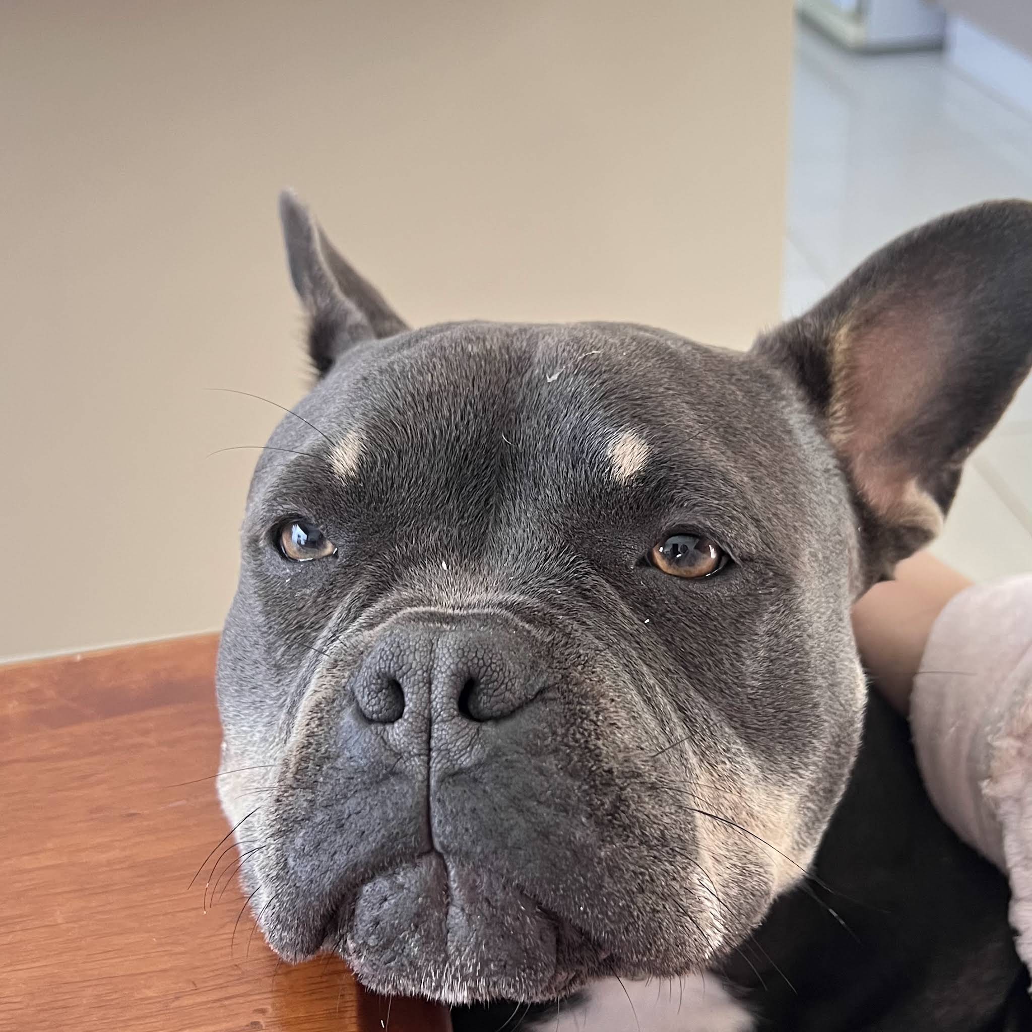 Post from Torvi, Lagertha, Harald and Astrid Smith