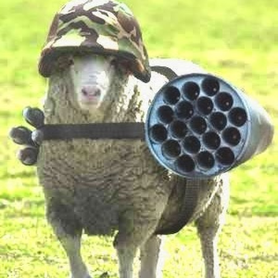 Battle Sheep - YouTube