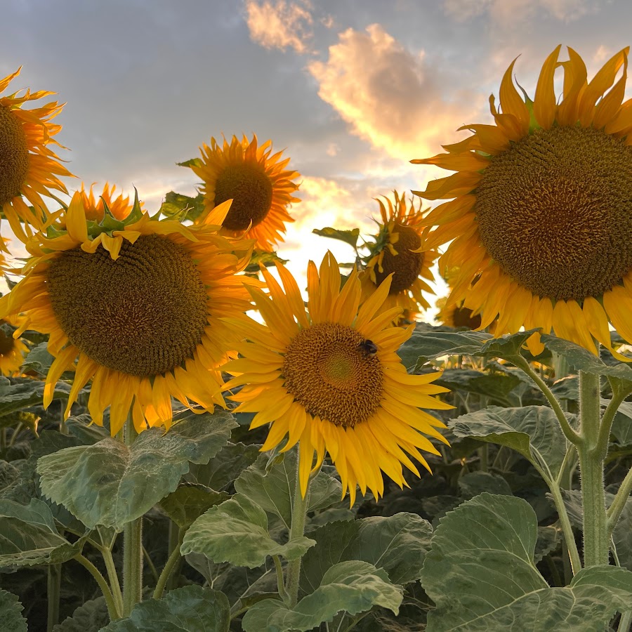 Sara Calixto - YouTube