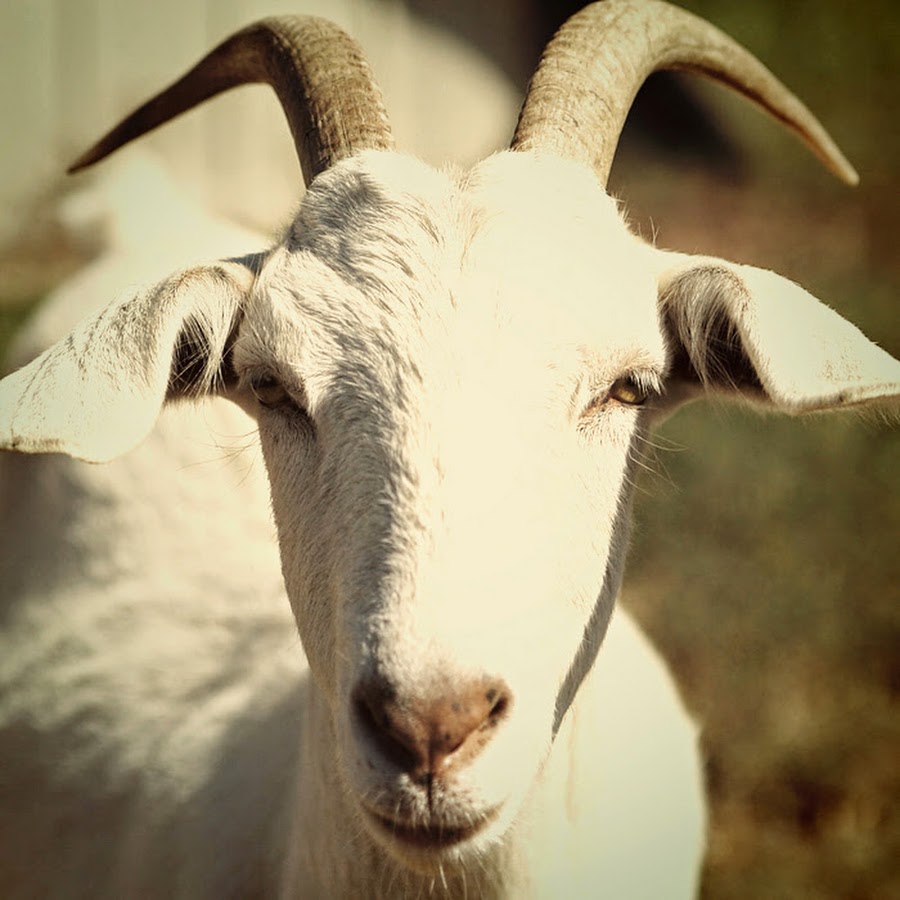 Vemma Bode Challenge