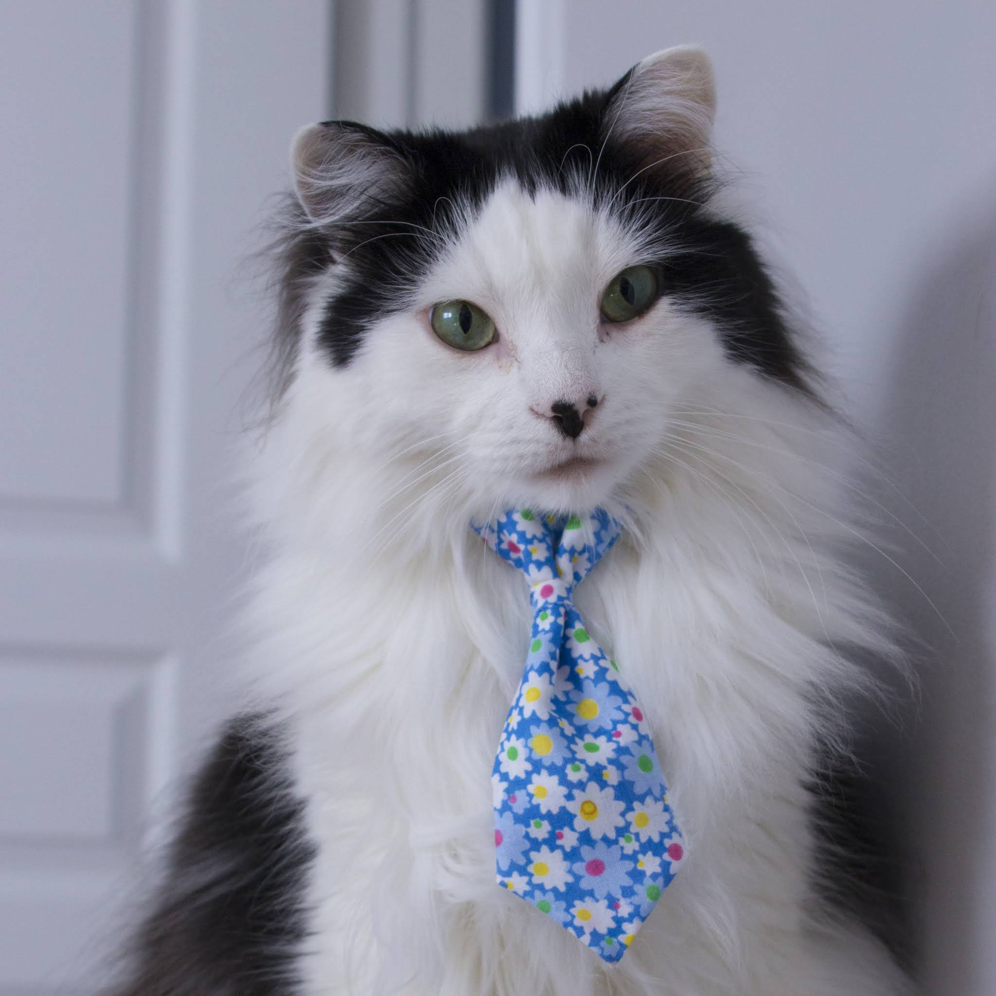 Post from The Oreo Cat