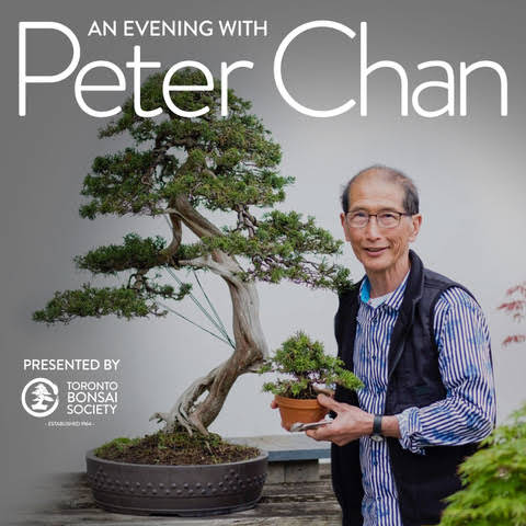 Post from Nigel Saunders, The Bonsai Zone