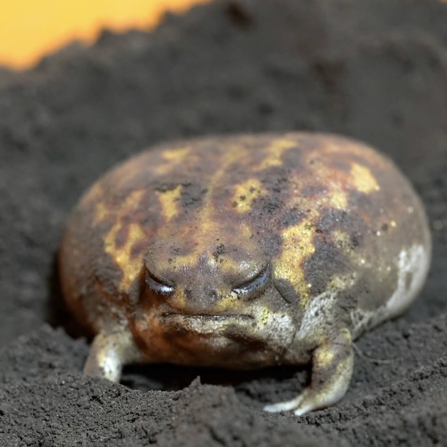 Post from Frog Pamper Moony Plus
