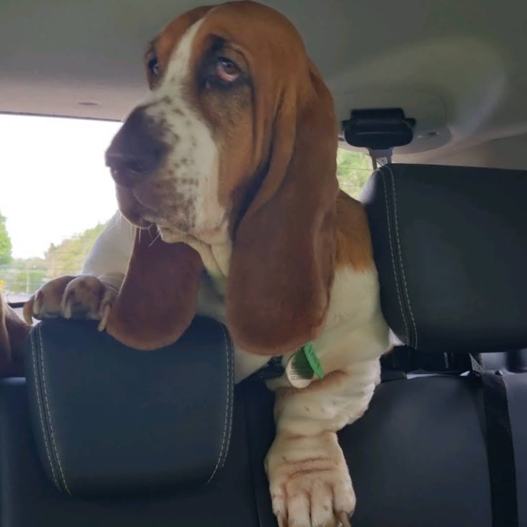 Post from Flat Basset