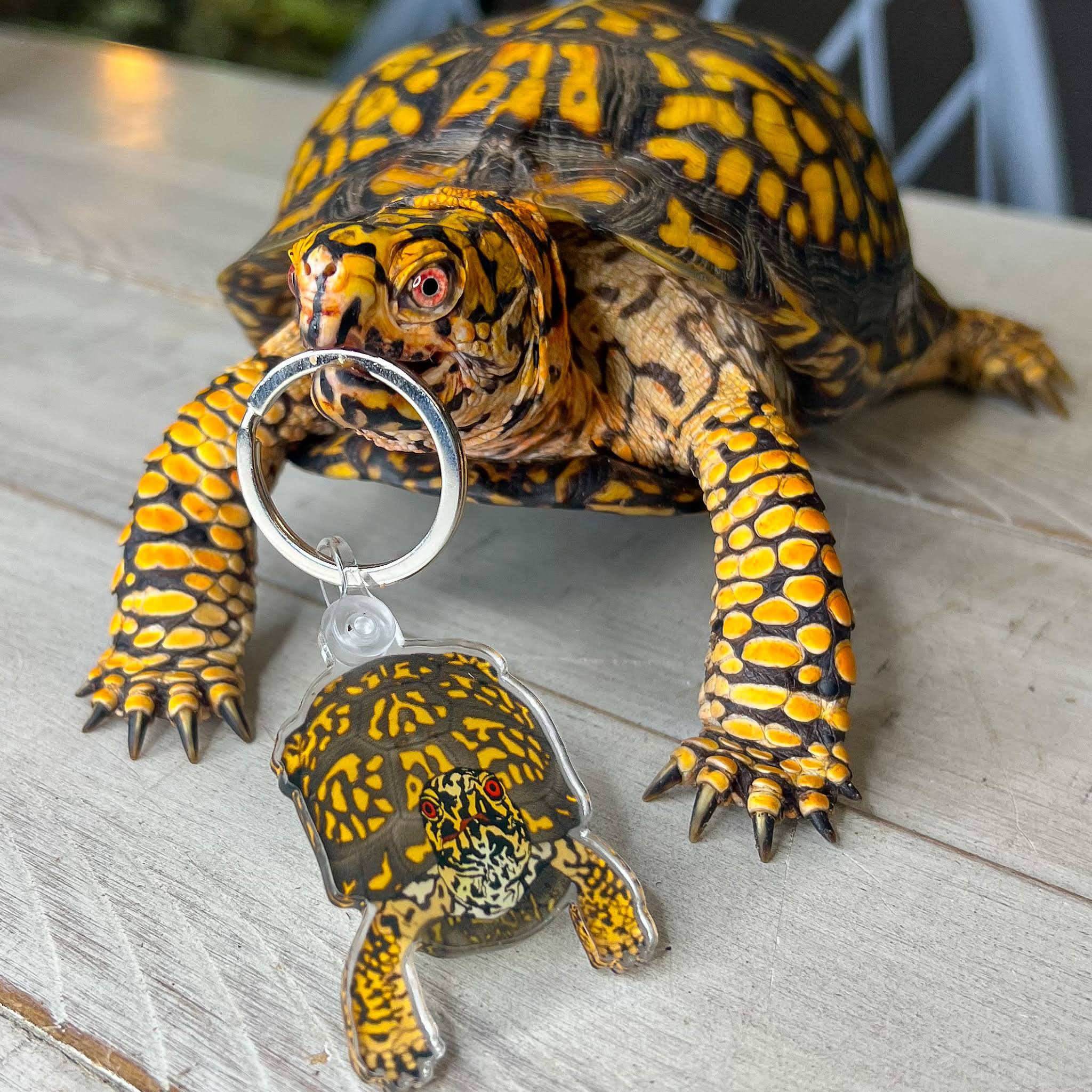 Post from Garden State Tortoise